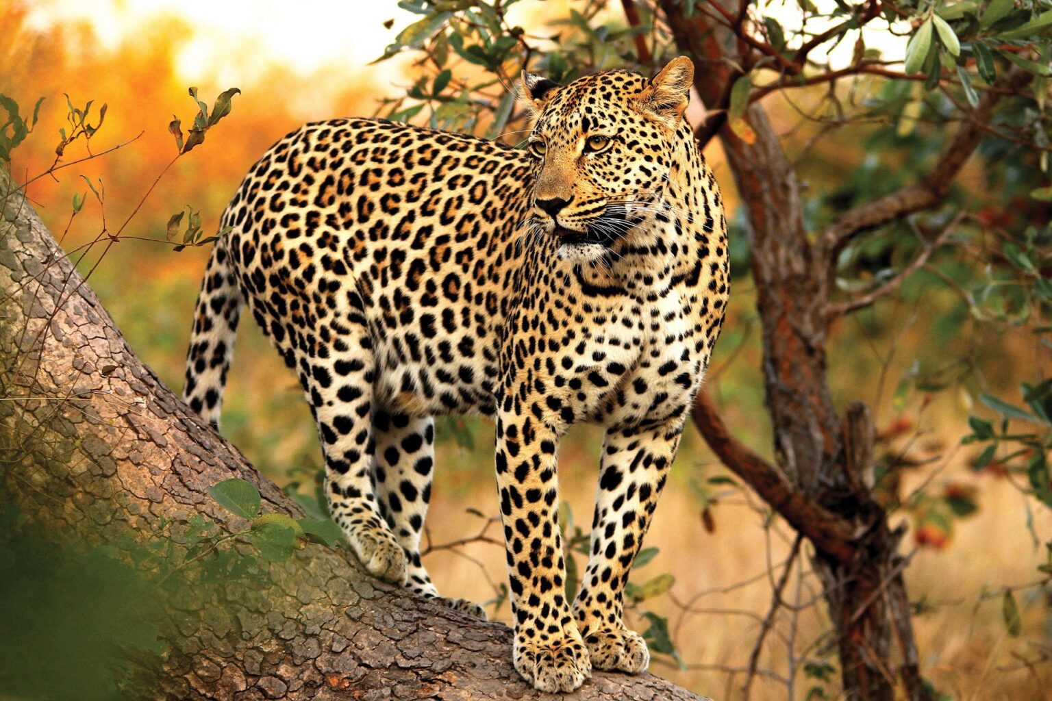 The Ultimate Leopard Safari - Leopard Hills