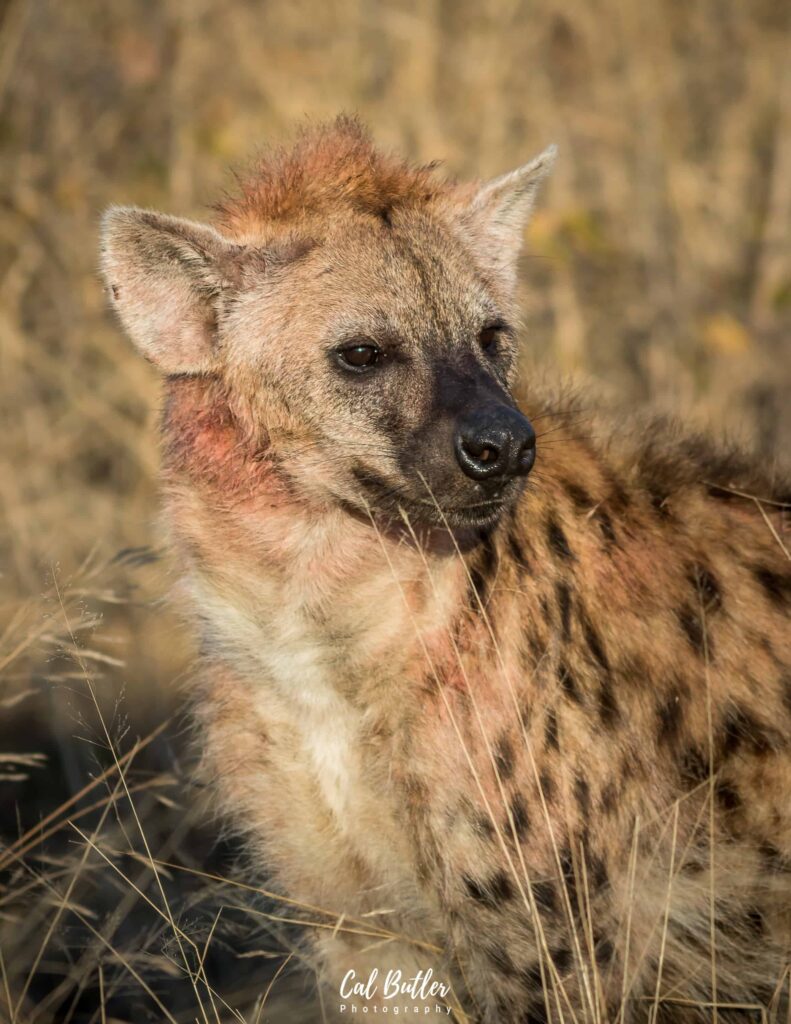 Hyenas feast on a waterbuck - Leopard Hills