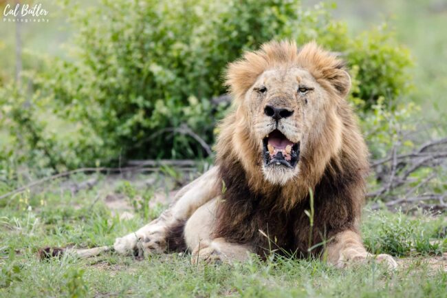 Matimba Male Lions | Lions of Sabi Sand | Leopard Hills Game Reserve