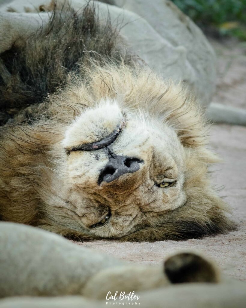 Matimba Male Lions | Lions of Sabi Sand | Leopard Hills Game Reserve