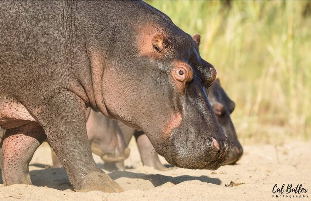 Collective Nouns of the African Bush - Leopard Hills