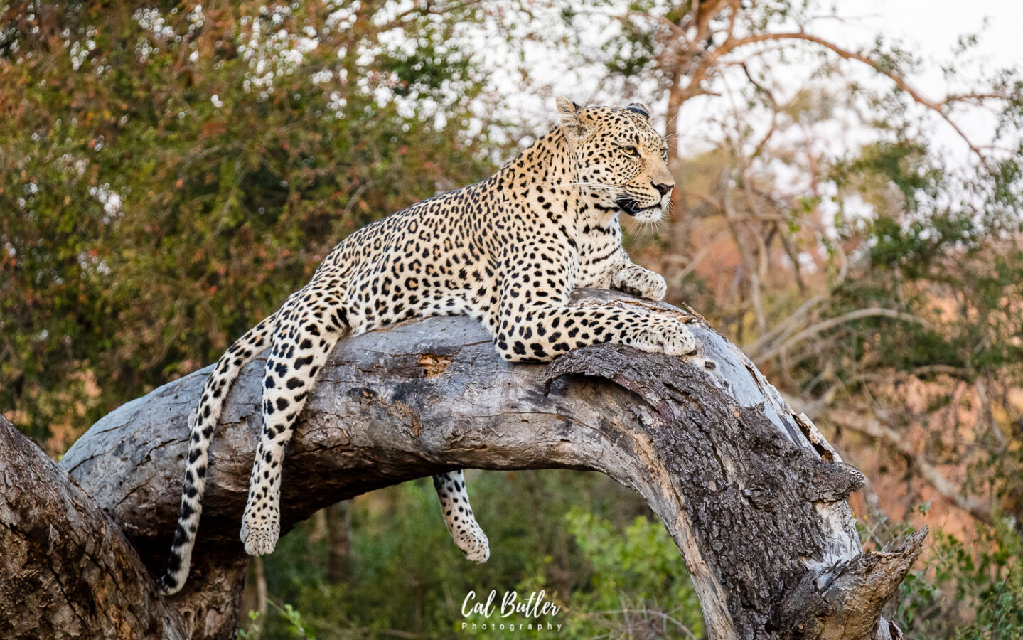 Wildlife Photographer Highlight: Leopard Hills Ranger, Cal Butler