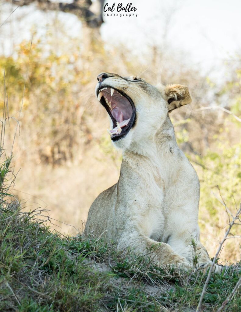 Bush Bulletin: October 2023 - Leopard Hills Private Game Reserve