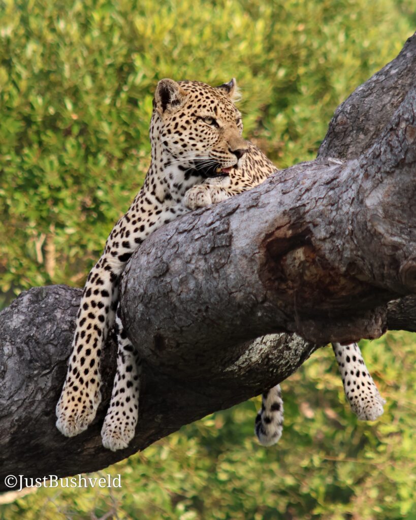 Bush Bulletin: February 2024 - Leopard Hills Private Game Reserve