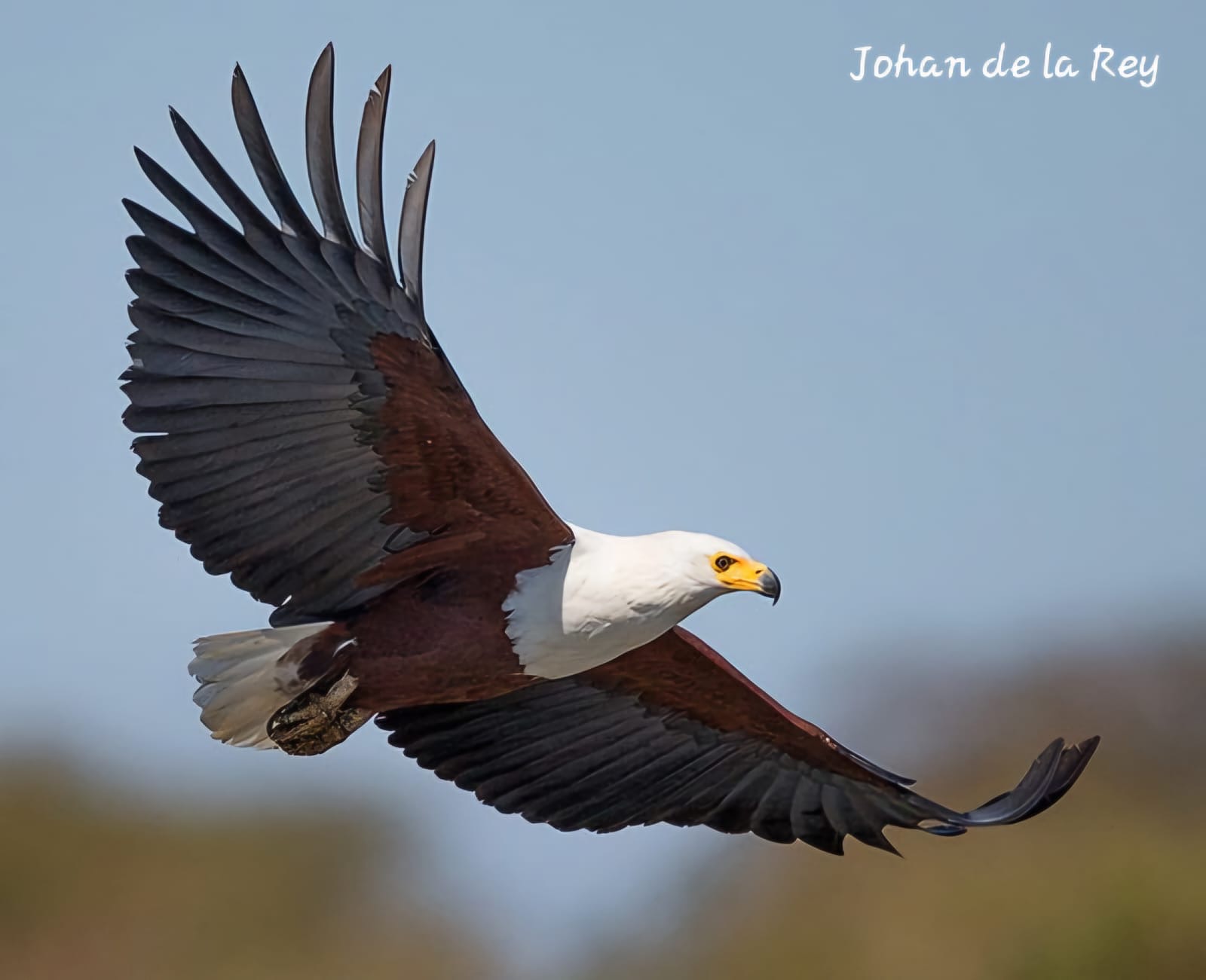 Bush Bulletin - September 2024 - Leopard Hills Private Game Reserve